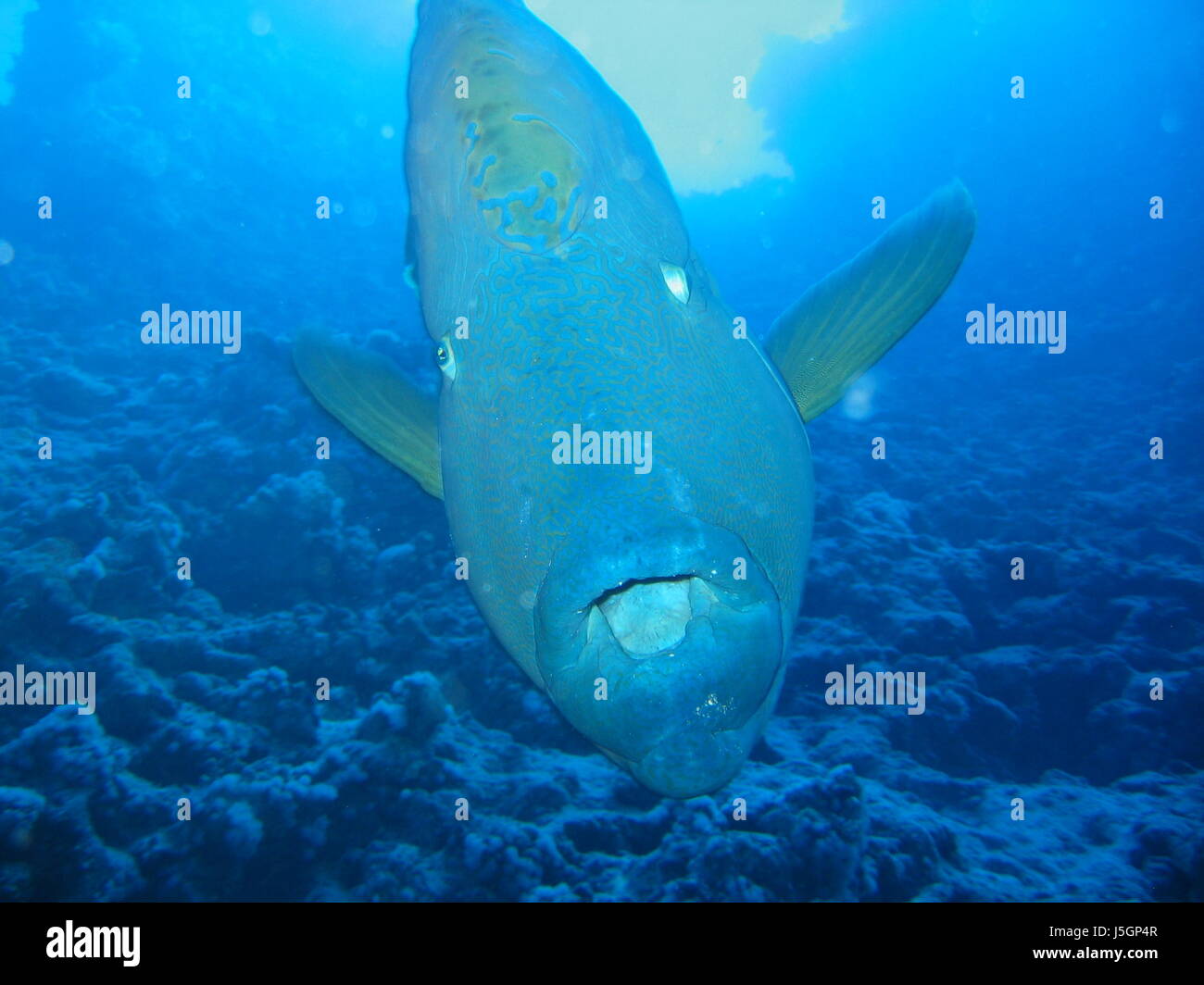 blue animal fauna fish eyes depth depths egypt dive deep preposterous ...