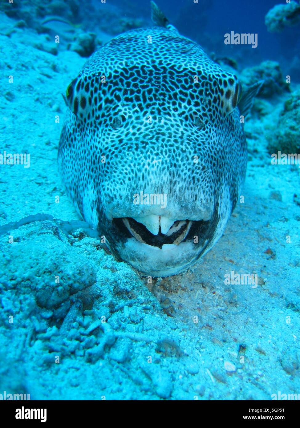 blue animal fauna teeth fish depth depths egypt dive deep biology sea ...