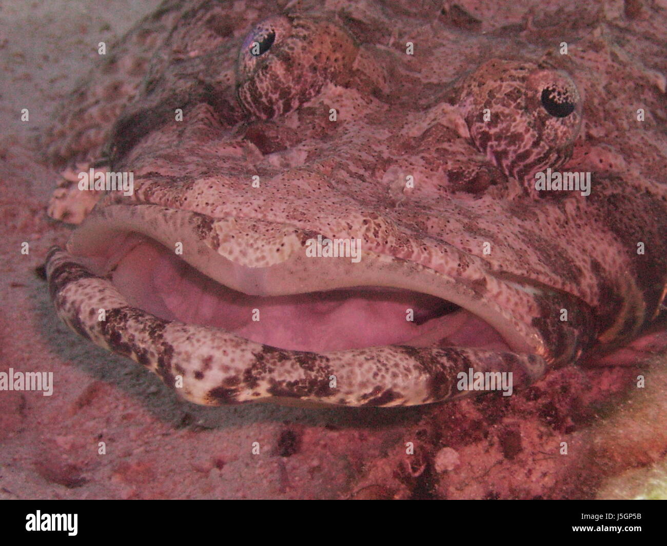 blue animal fauna fish depth depths egypt dive deep biology sea bottom ...