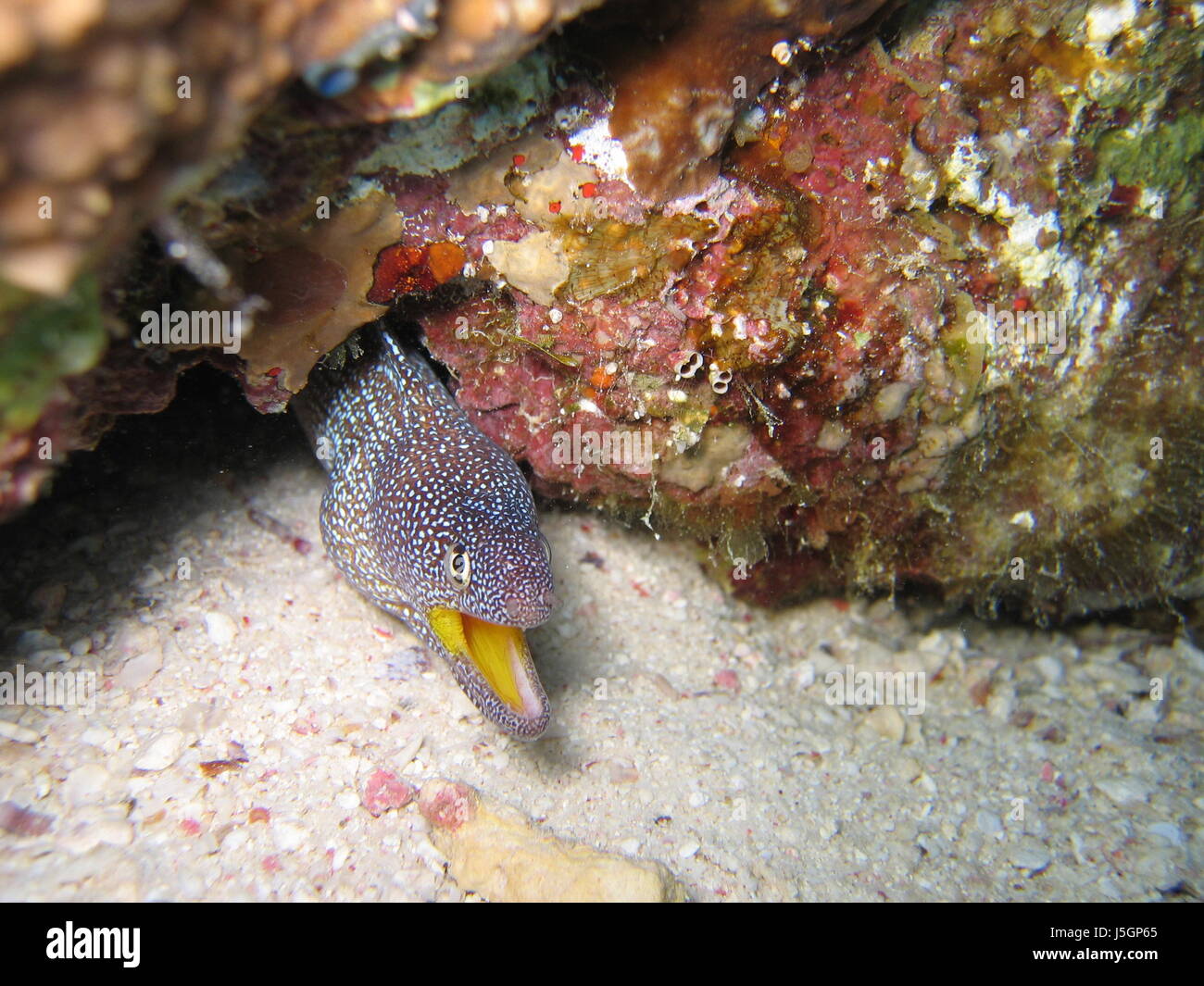 blue animal fauna teeth fish depth depths egypt snake dive deep biology ...