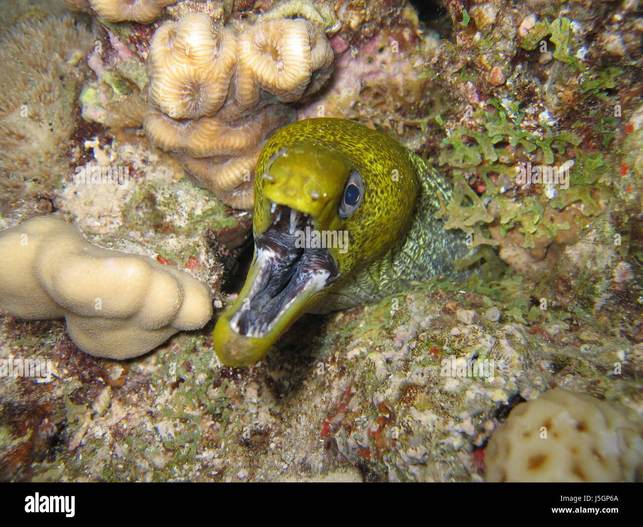 blue animal fauna depth depths egypt snake dive deep biology sea bottom ...