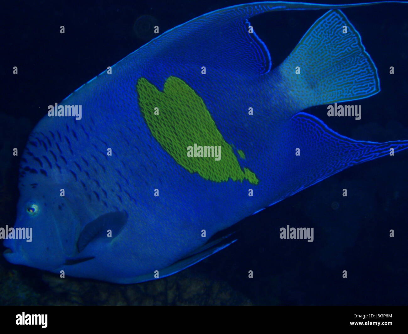 blue fish hovel dive deep salt water sea ocean water heart red yellow ...