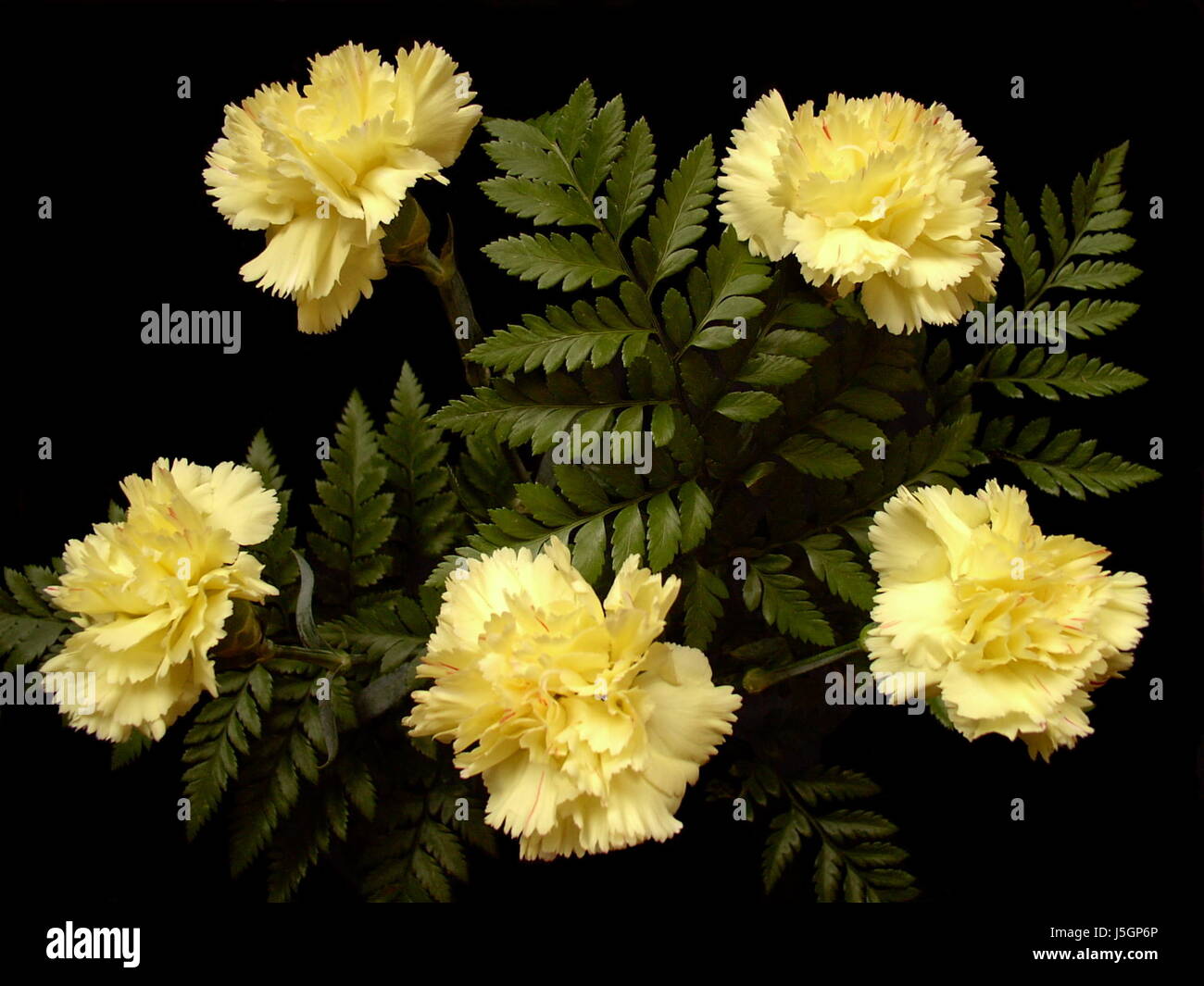 Yellow Carnation Flower Bouquet