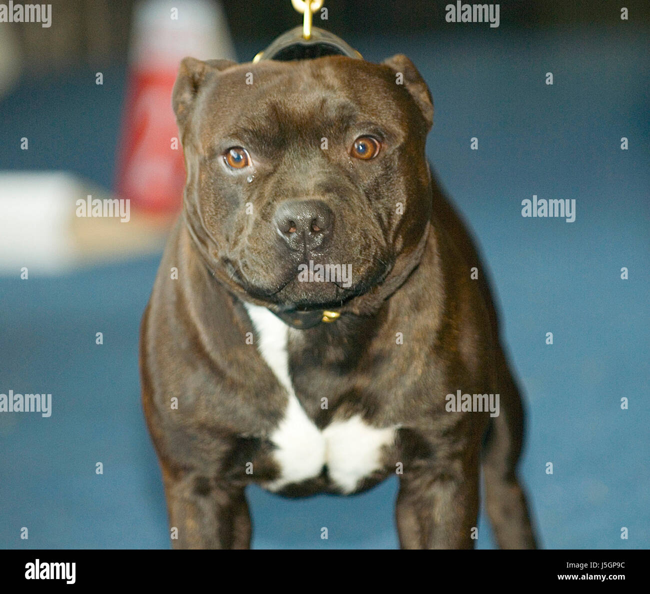 animal look glancing see view looking peeking looking at skin dog ...