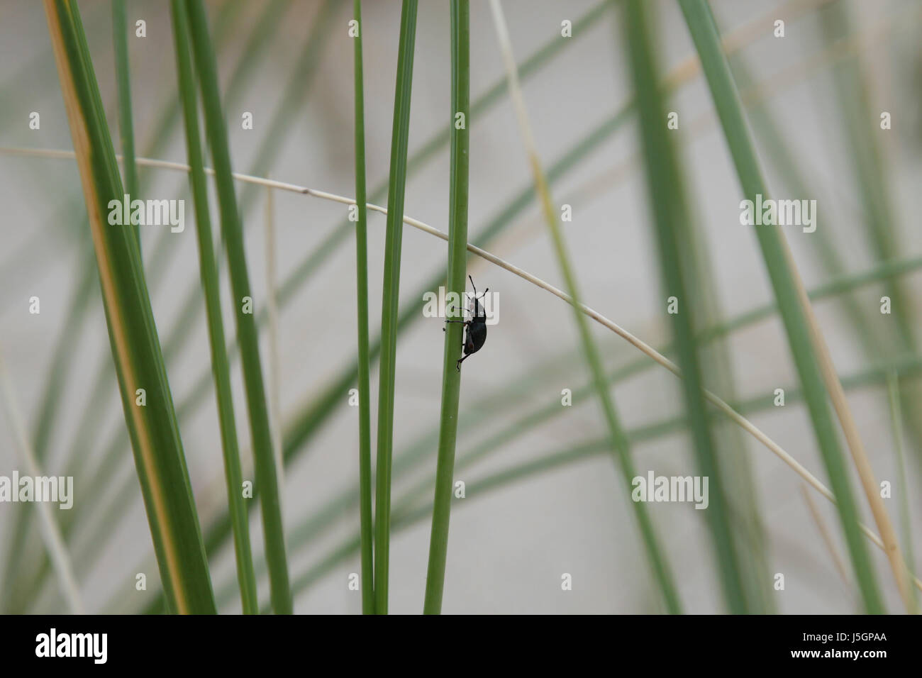 upwards insect beetle solitary direction aim goal rise climb climbing ...