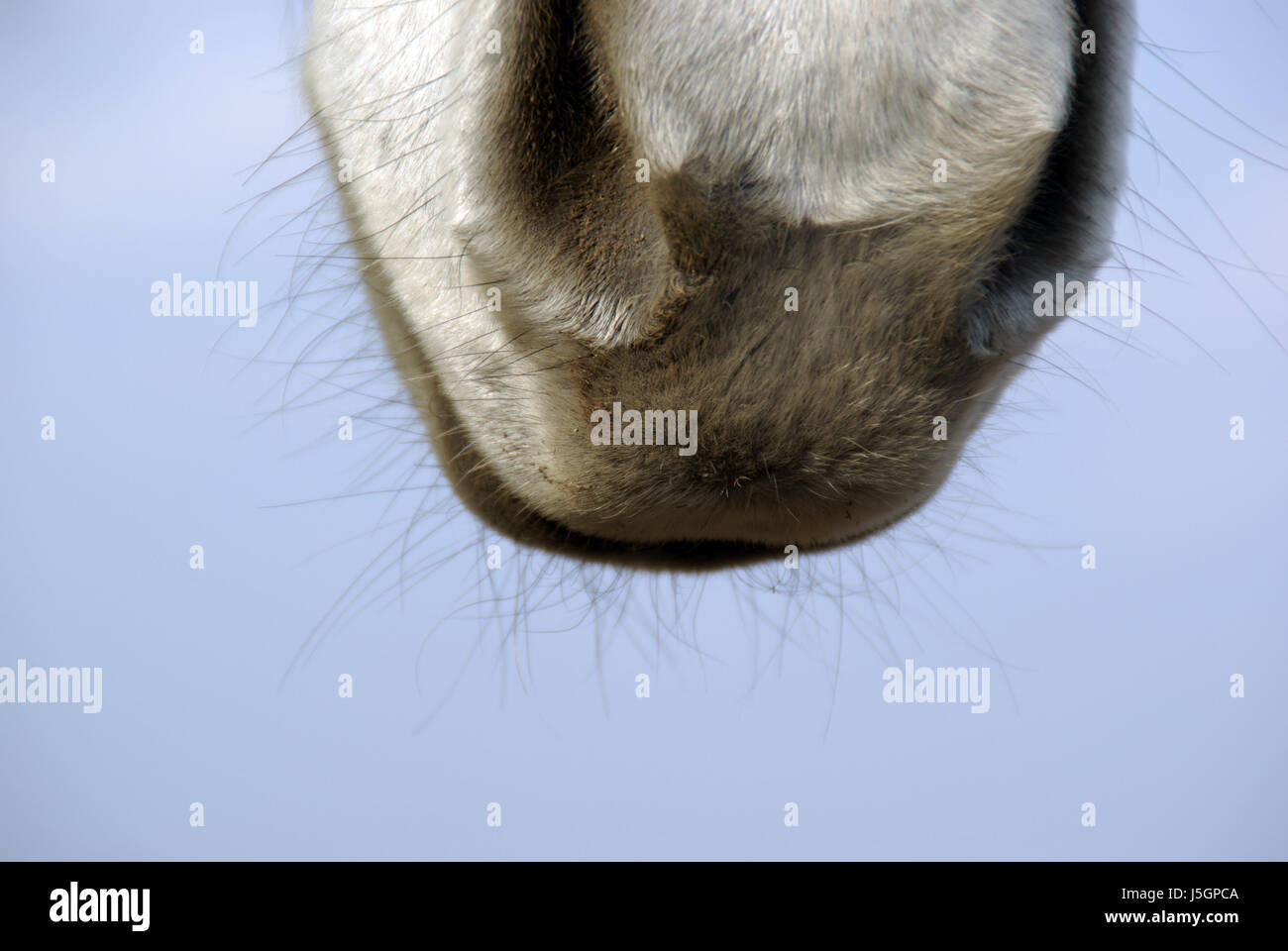 horse skin stallion gelding mare hoofed animal nostril mold gaul ...