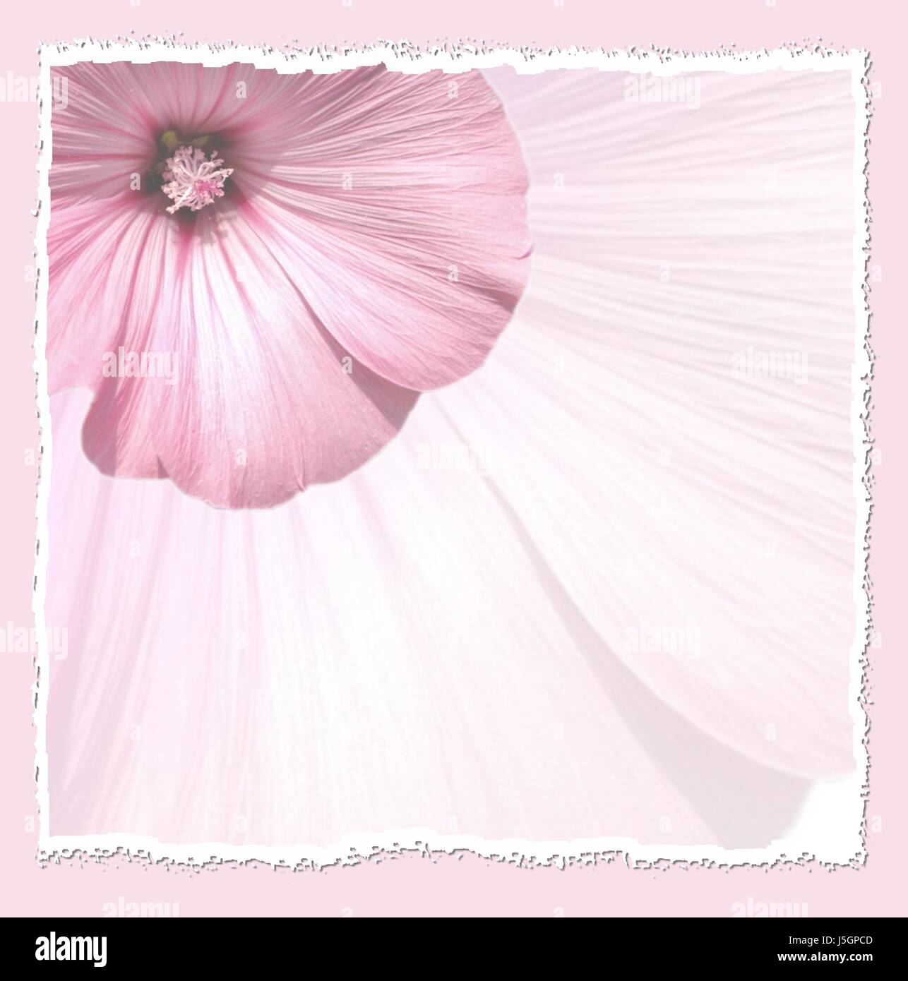 Flower and bud i hi-res stock photography and images - Alamy