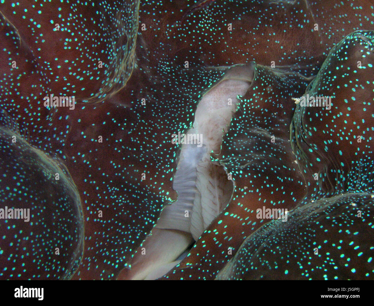 Clam shell mouth hi-res stock photography and images - Alamy