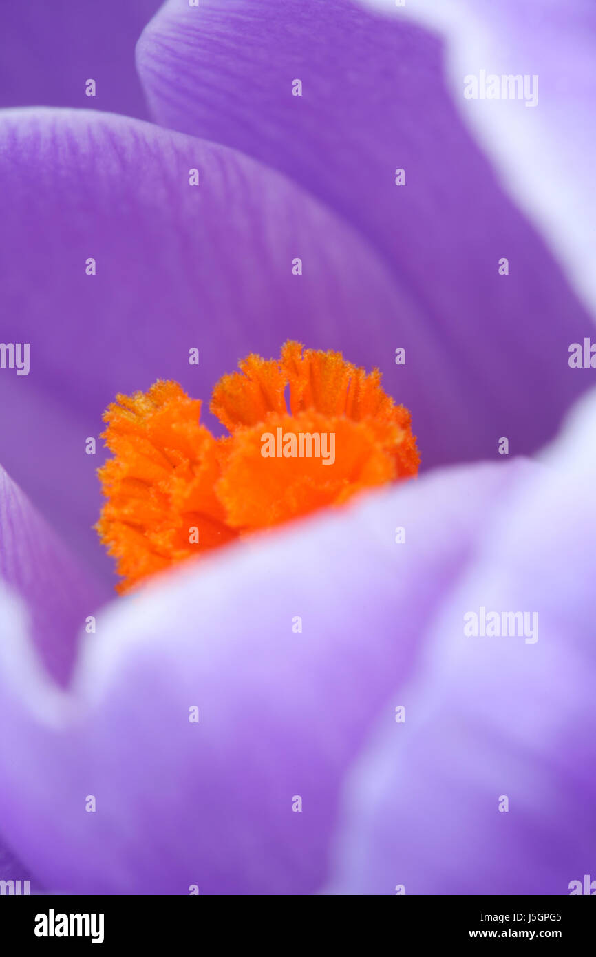 blue leaf flower plant bloom blossom flourish flourishing spring crocus ...
