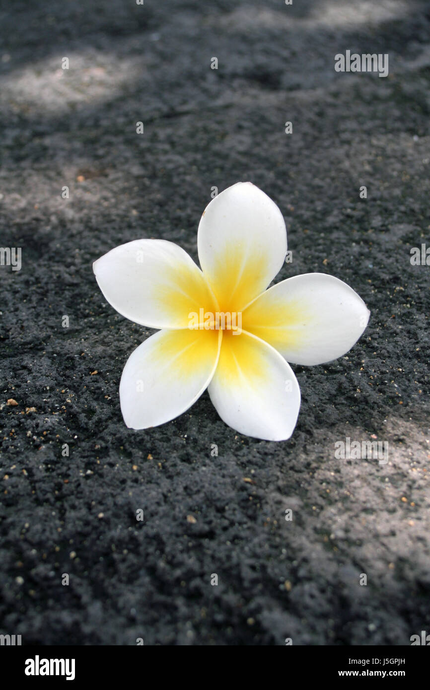 Banyanbaum hi-res stock photography and images - Alamy