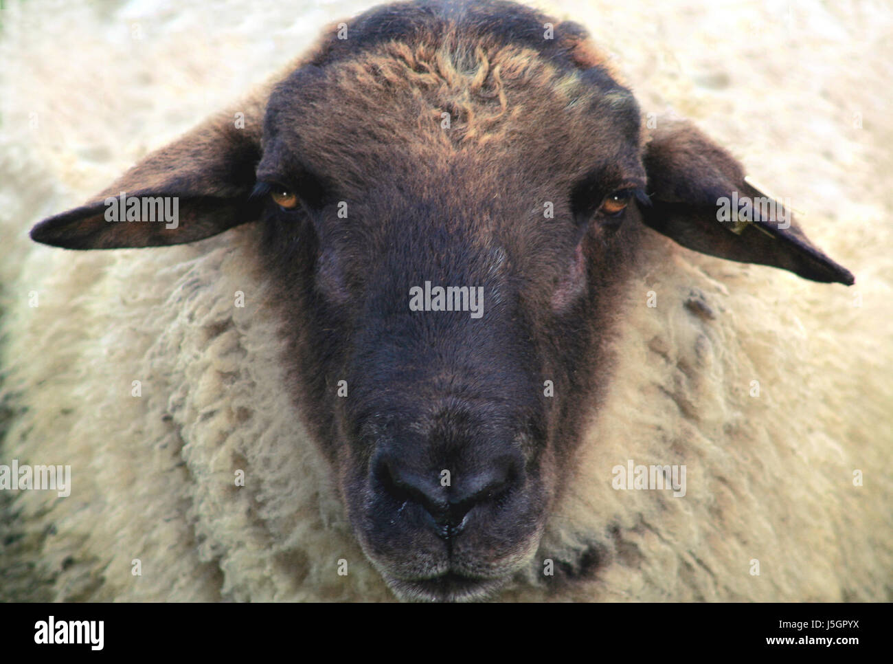 portrait eyes skin sheep wool shearing raw material textiles blockhead ...
