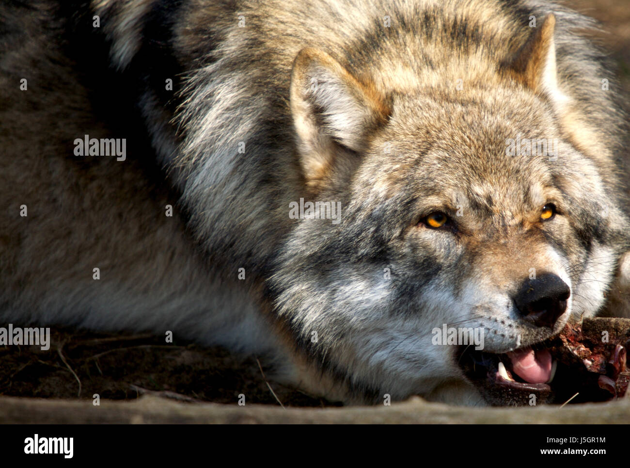 food aliment fodder hunger tongue portrait animal portrait eyes ears ...