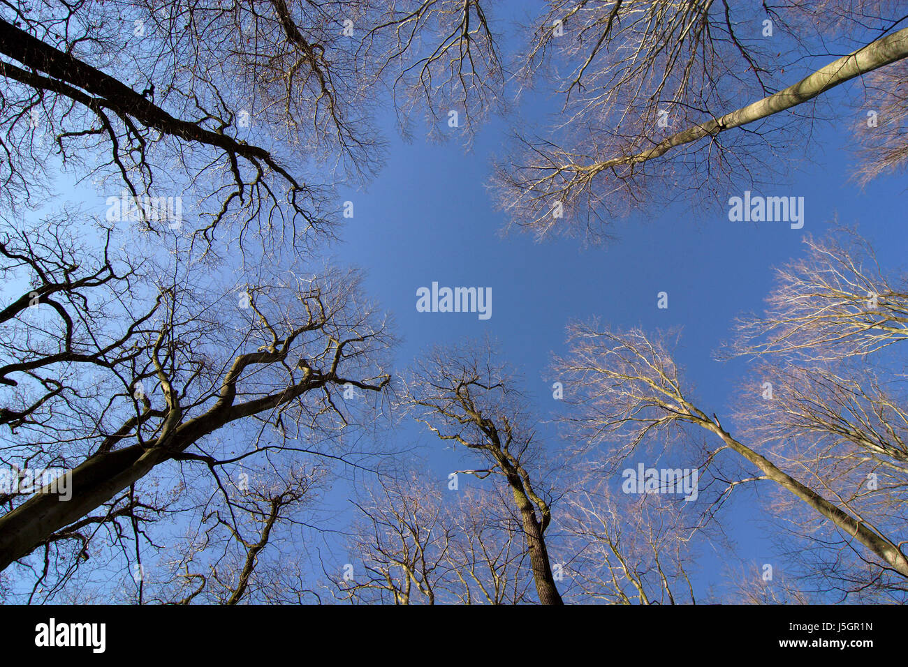 trees from below Stock Photo - Alamy
