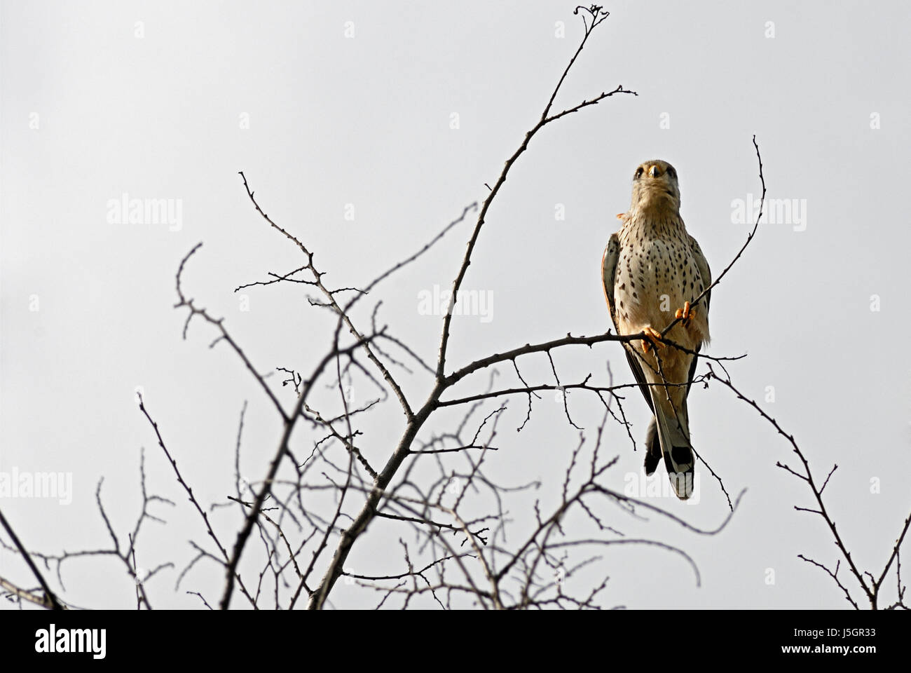 everything under control Stock Photo - Alamy