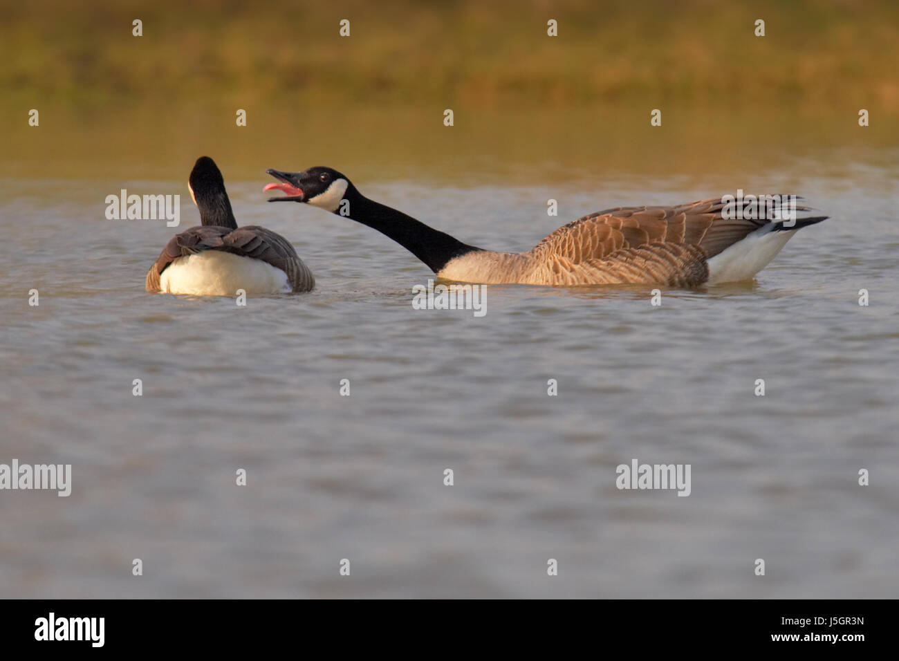 Evil bird hi-res stock photography and images - Alamy