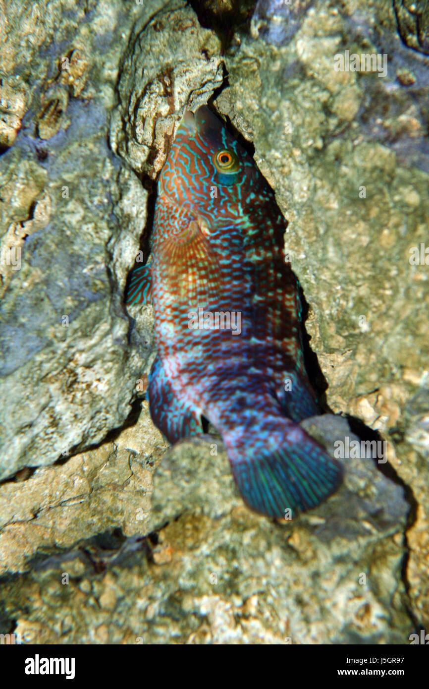 aquarium fish hiding-place league peekaboo salt water sea ocean water ...