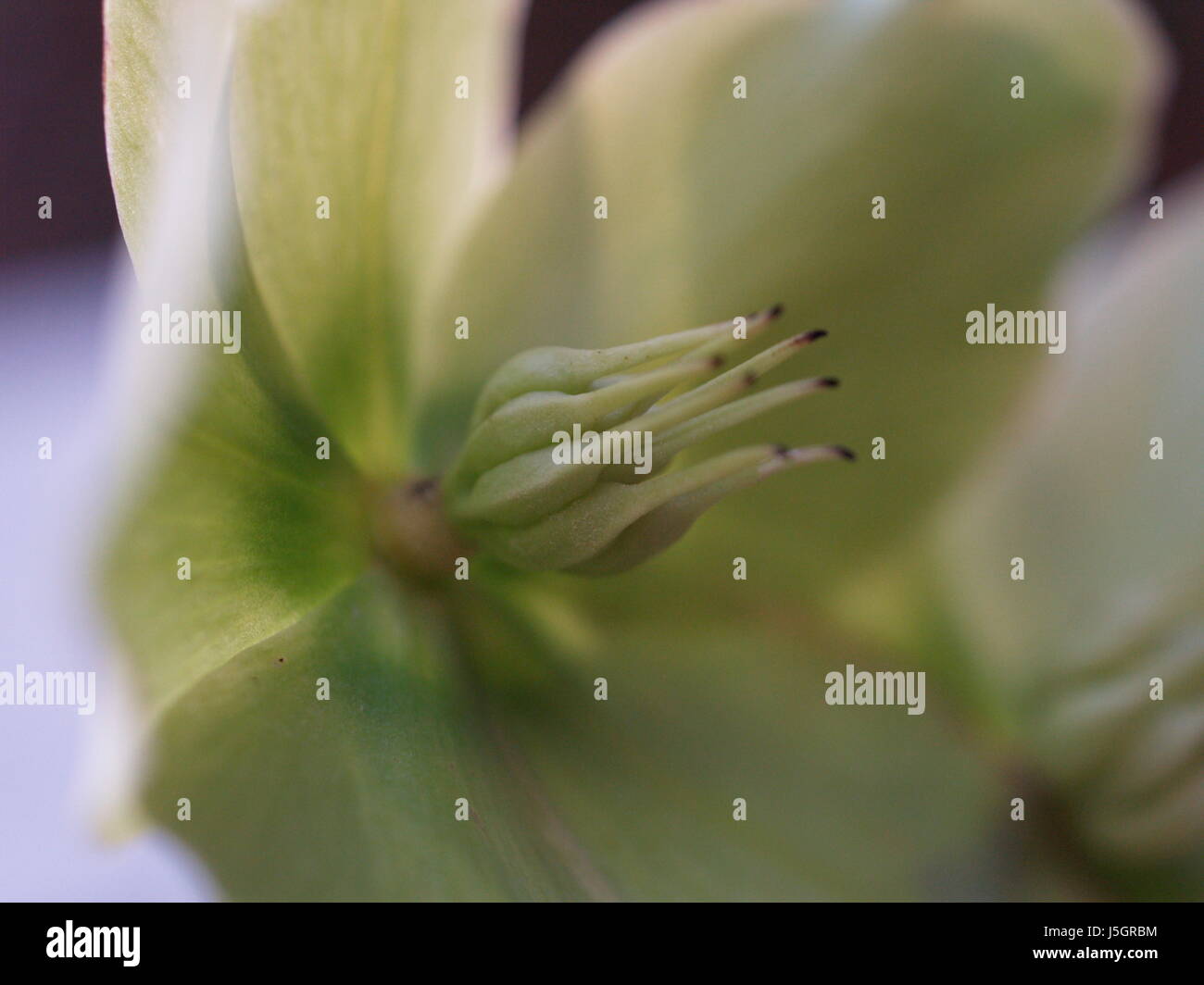 winter flower plant bloom blossom flourish flourishing flowers blossoms ...