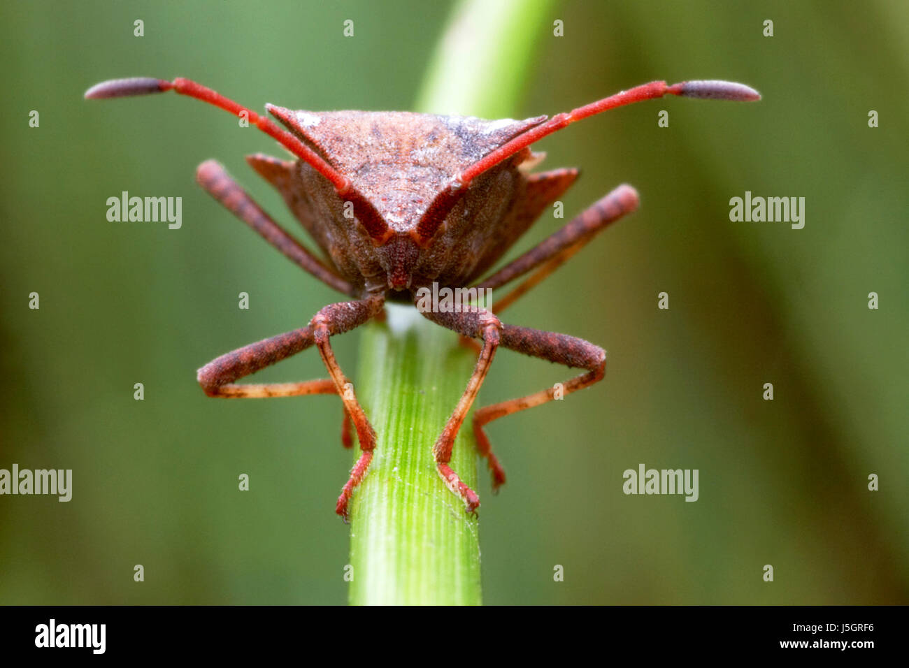 legs macro close-up macro admission close up view insect leather blade ...