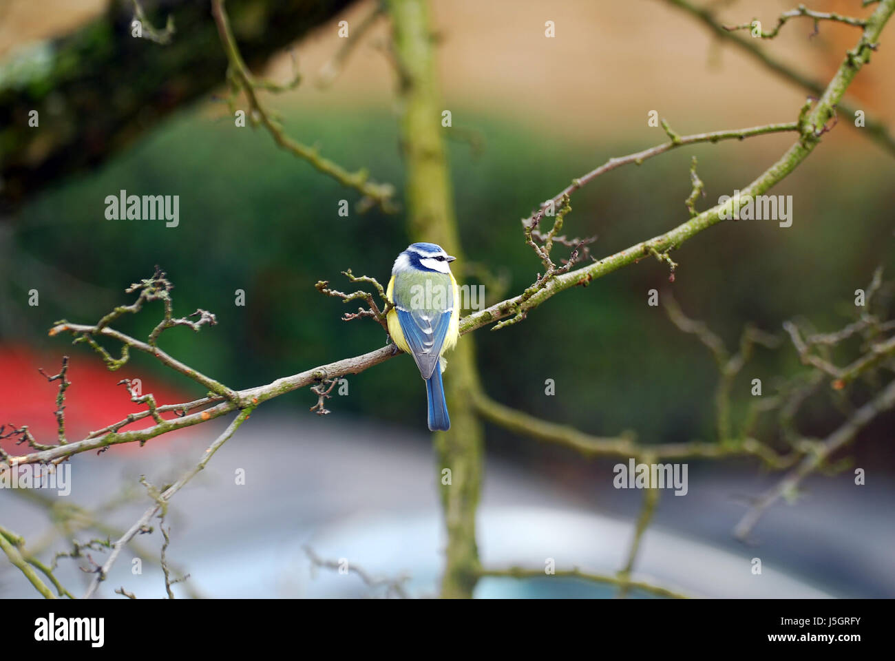 tree animal bird animals birds branches branch titmouse great titmouse ...