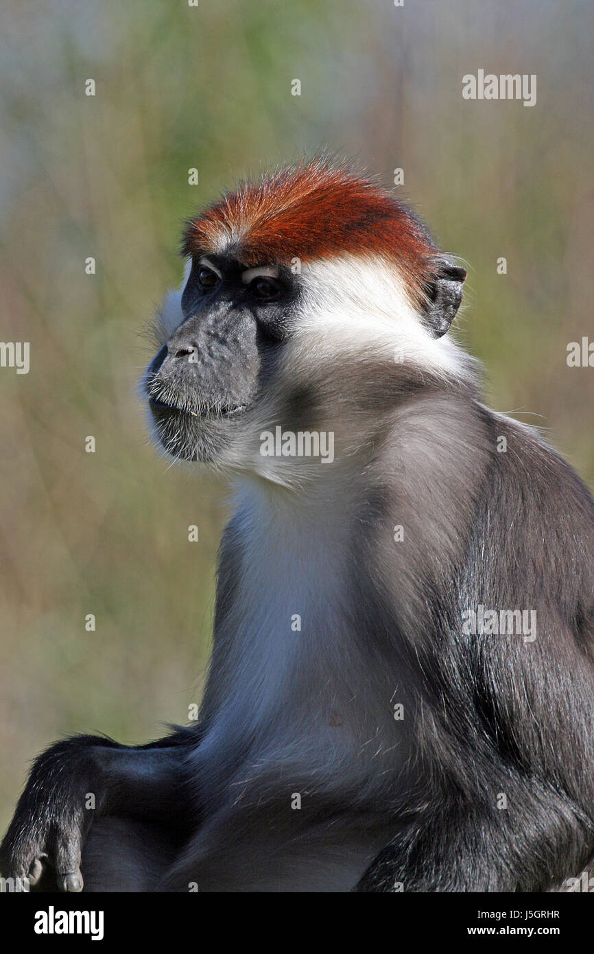 tree trees animal brown brownish brunette monkey skin to gorge engulf ...