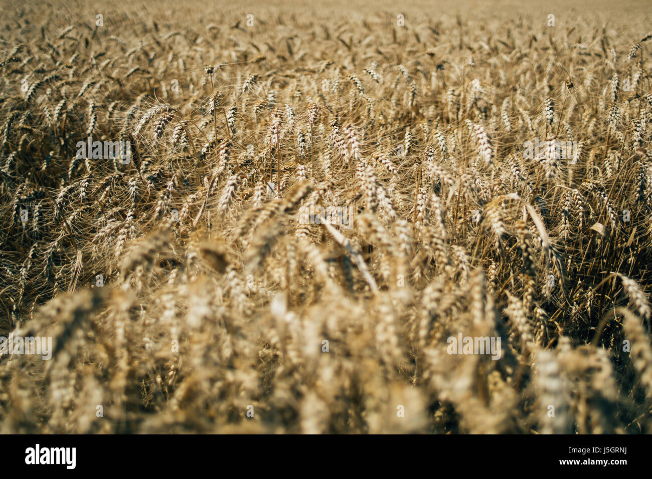 Summer wheat field hi-res stock photography and images - Alamy
