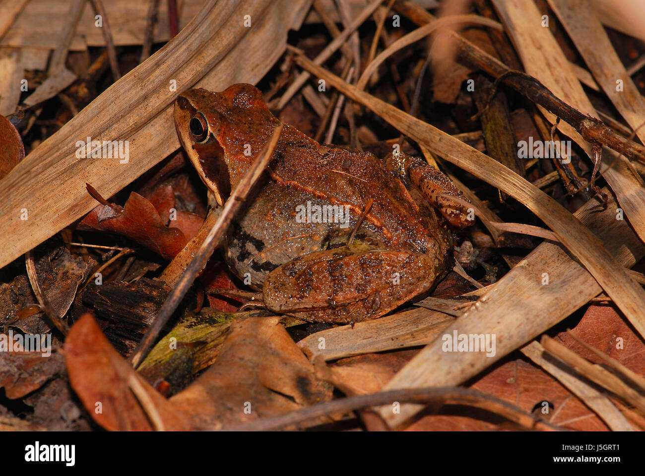 reed spring amphibians frog camouflage fresh water pond water cover ...