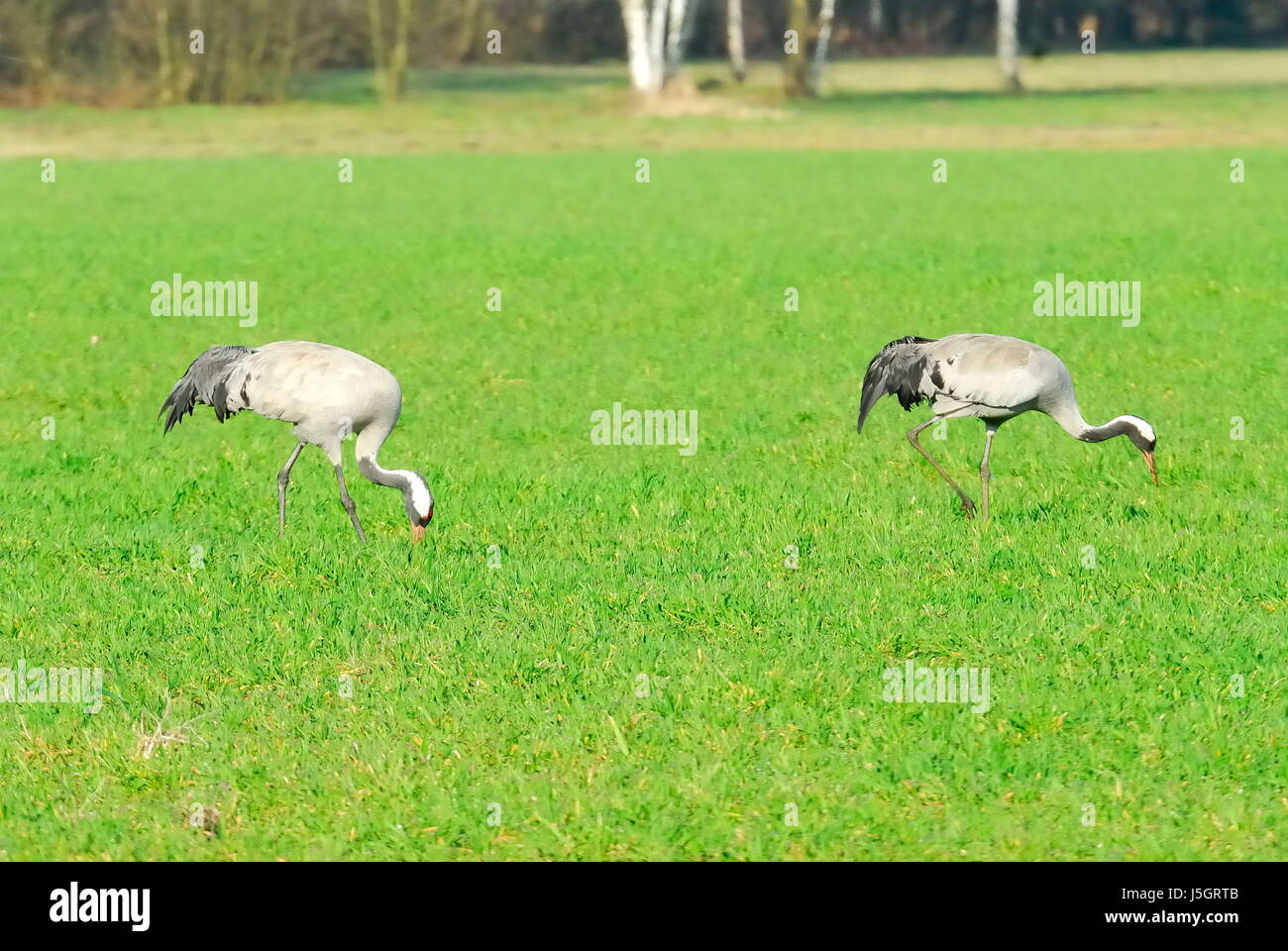bird field birds spring cranes to gorge engulf devour crane migrant ...