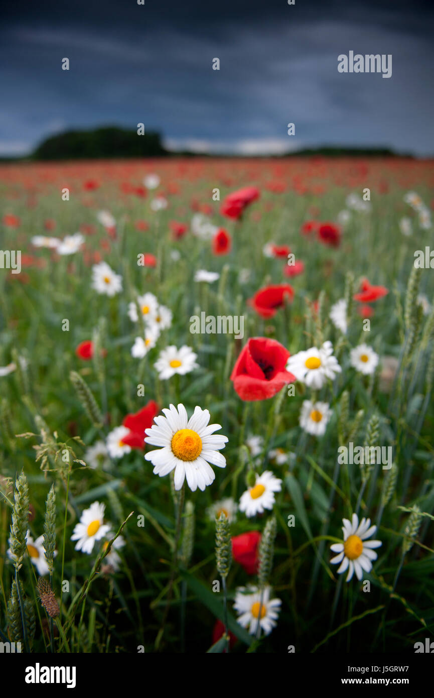 Field of daisy and poppy flowers Stock Photo - Alamy