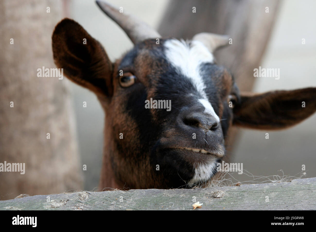 Goat ears hi-res stock photography and images - Alamy
