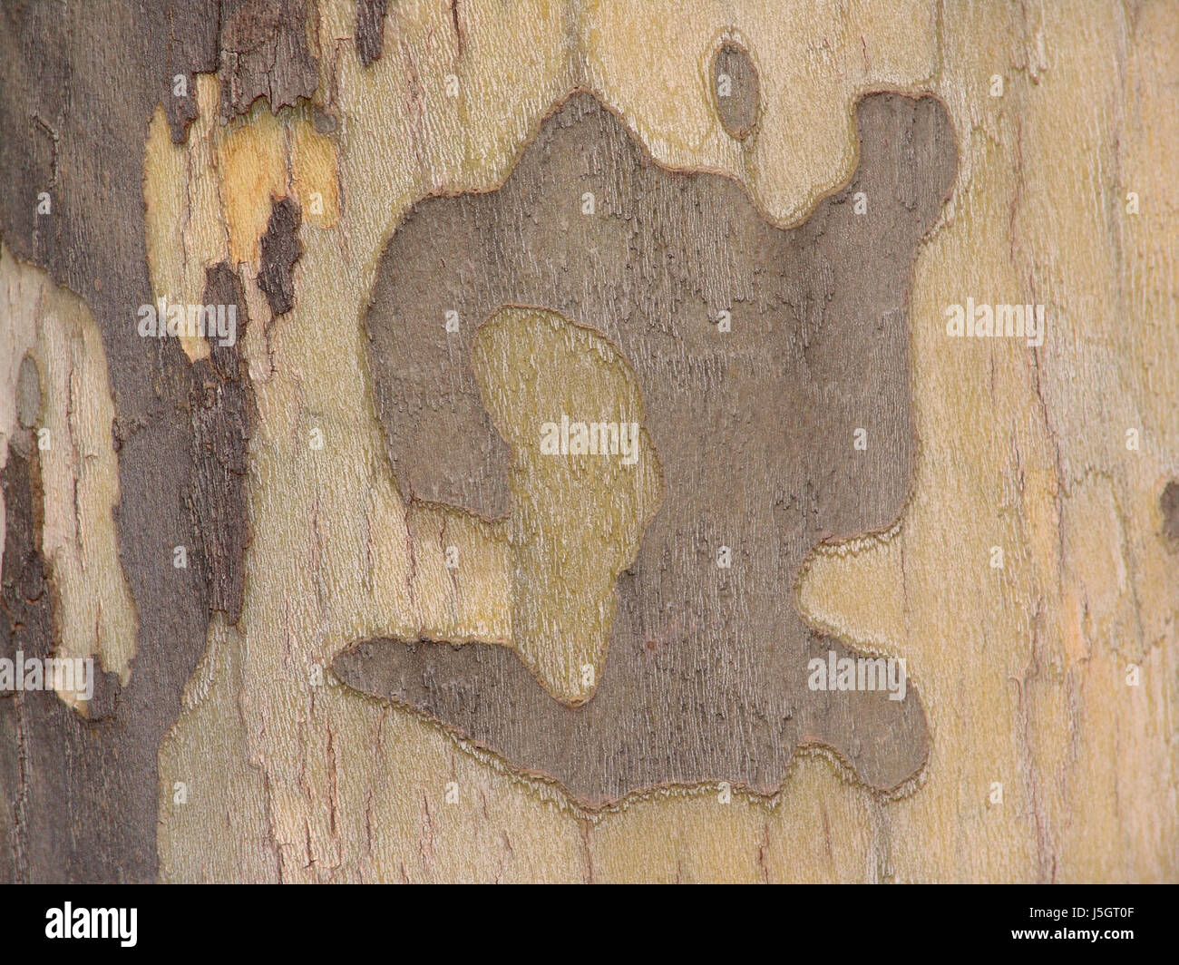 Structured skin hi-res stock photography and images - Alamy