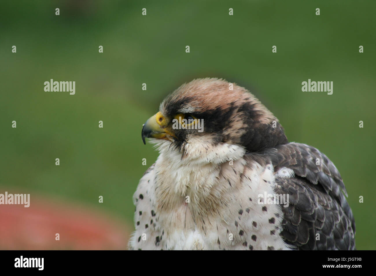 lanner falcon portrait Stock Photo - Alamy