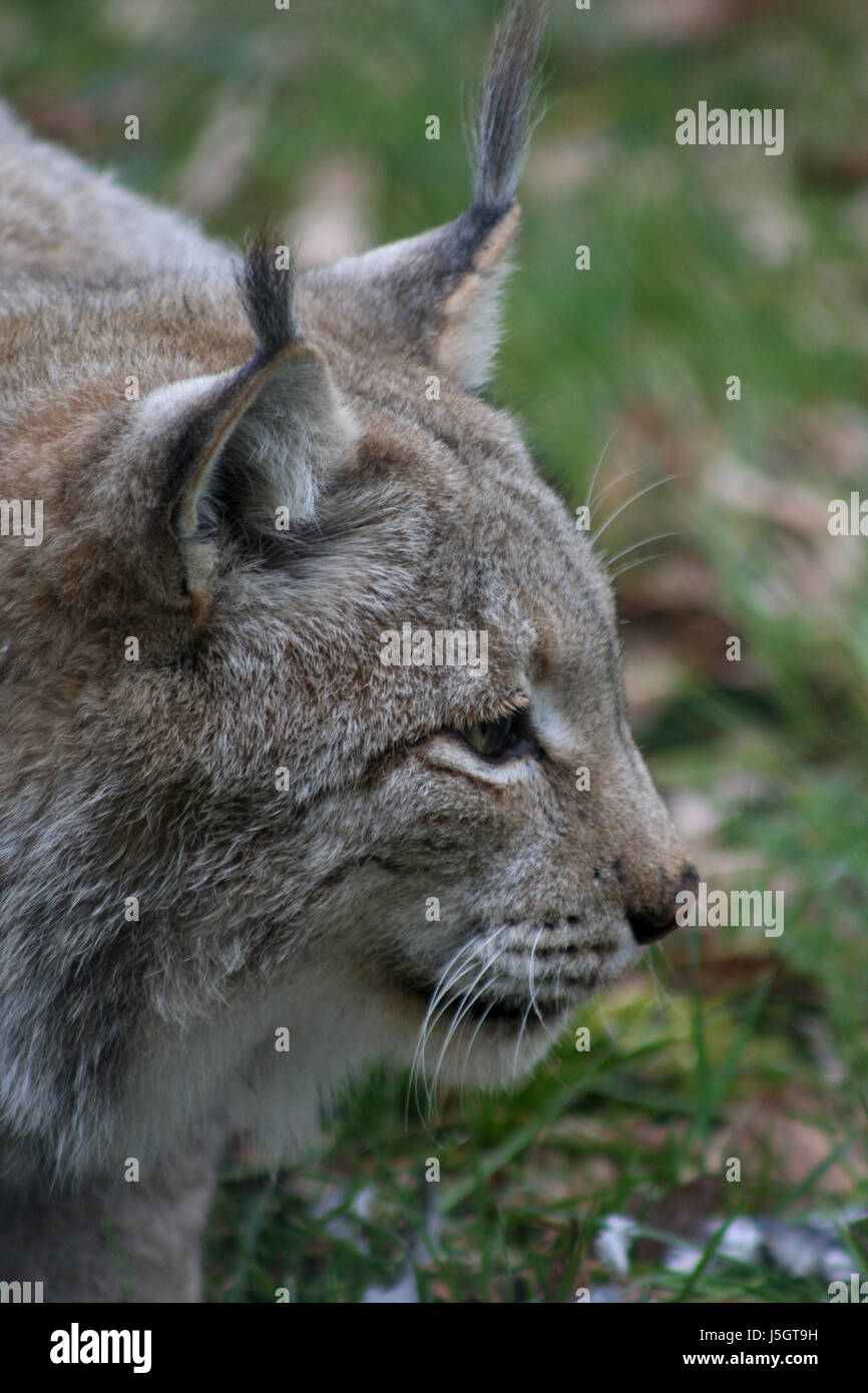animal mammal watchful animal portrait soft skin wildcat wild animal ...