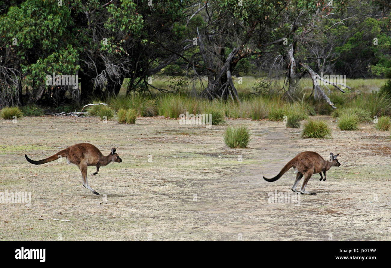 jumpin around in freedom Stock Photo - Alamy