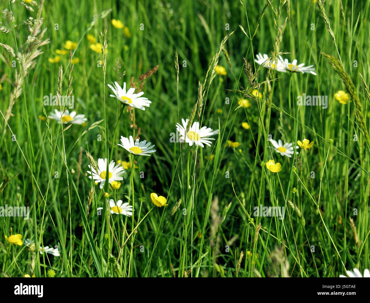 green blossoms grasses spring meadows daisy bleed marguerite meadow ...