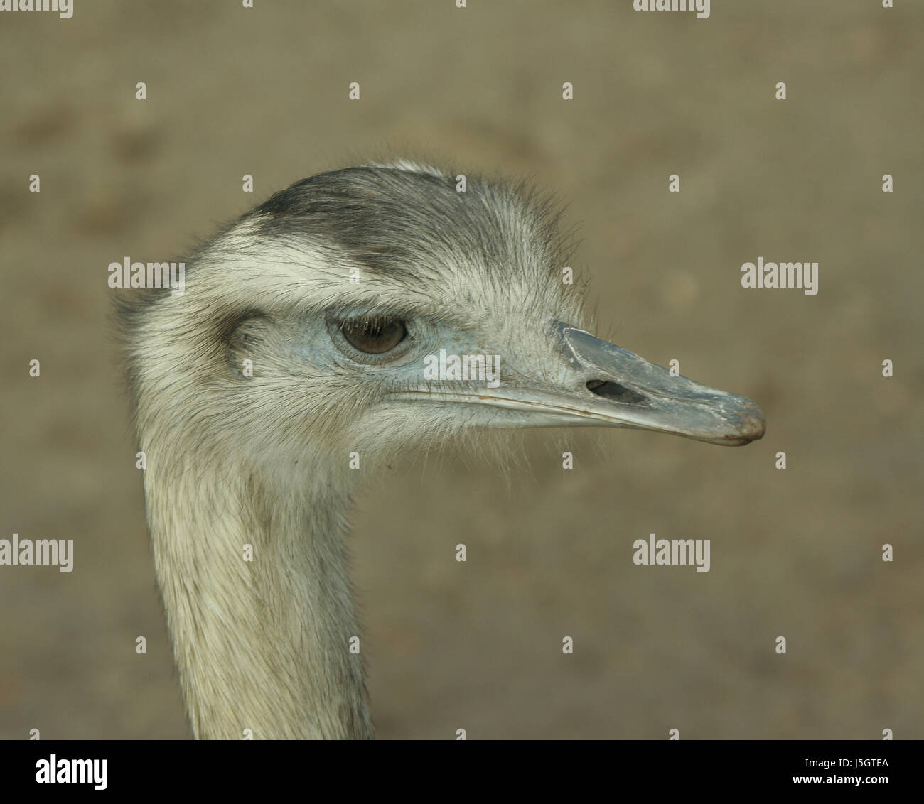 bird birds feathering bouquets poultry ostrich breed cursorial birds ...