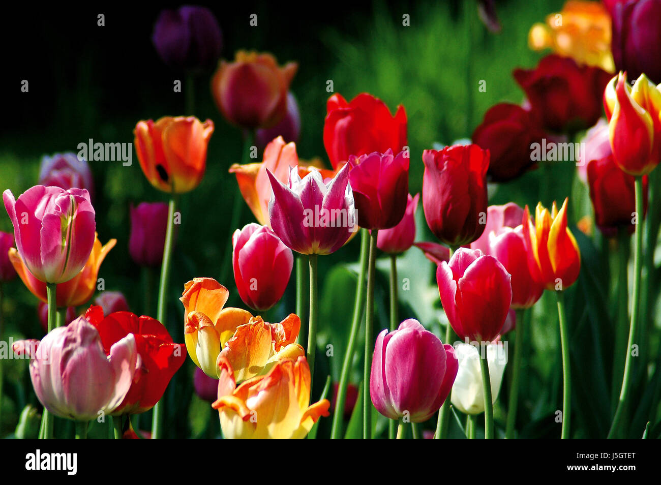 park garden green coloured colourful gorgeous multifarious richly ...
