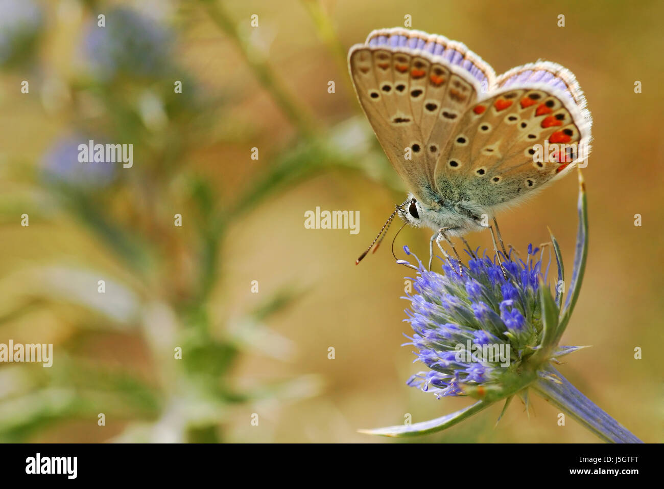 blue animal insect insects bloom blossom flourish flourishing butterfly ...