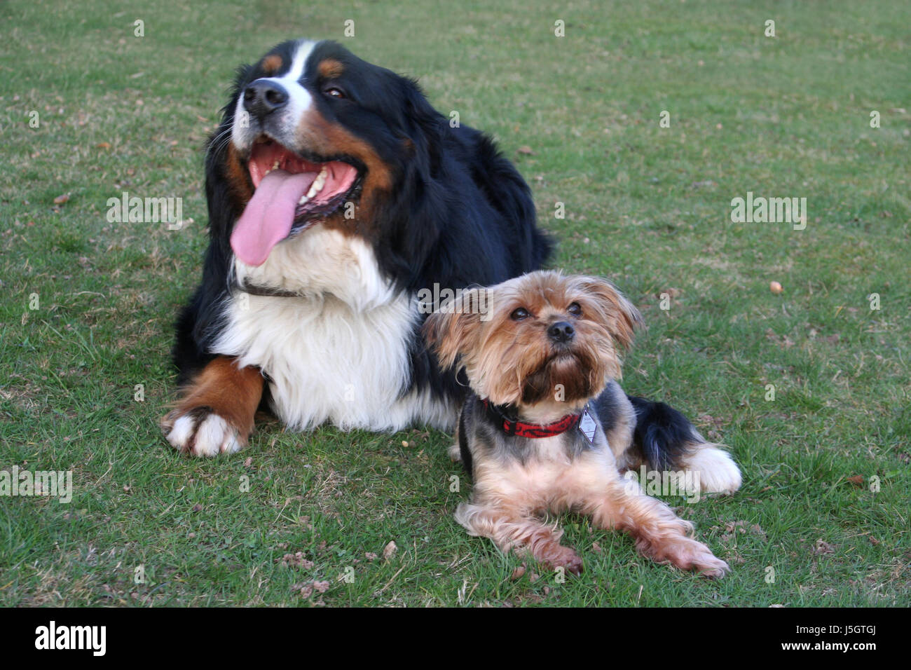 animal pet lie lying lies dog square patient pedigree dog good berner ...