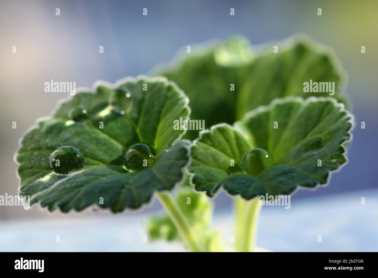 green counter-light medicinal plant page sheet shine shines bright ...