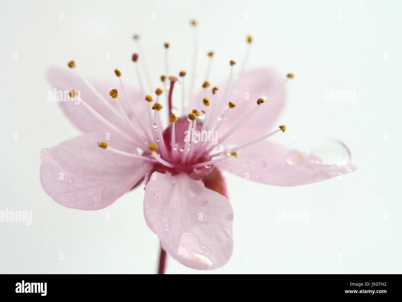 bloom blossom flourish flourishing spring dew water pink drop drip ...