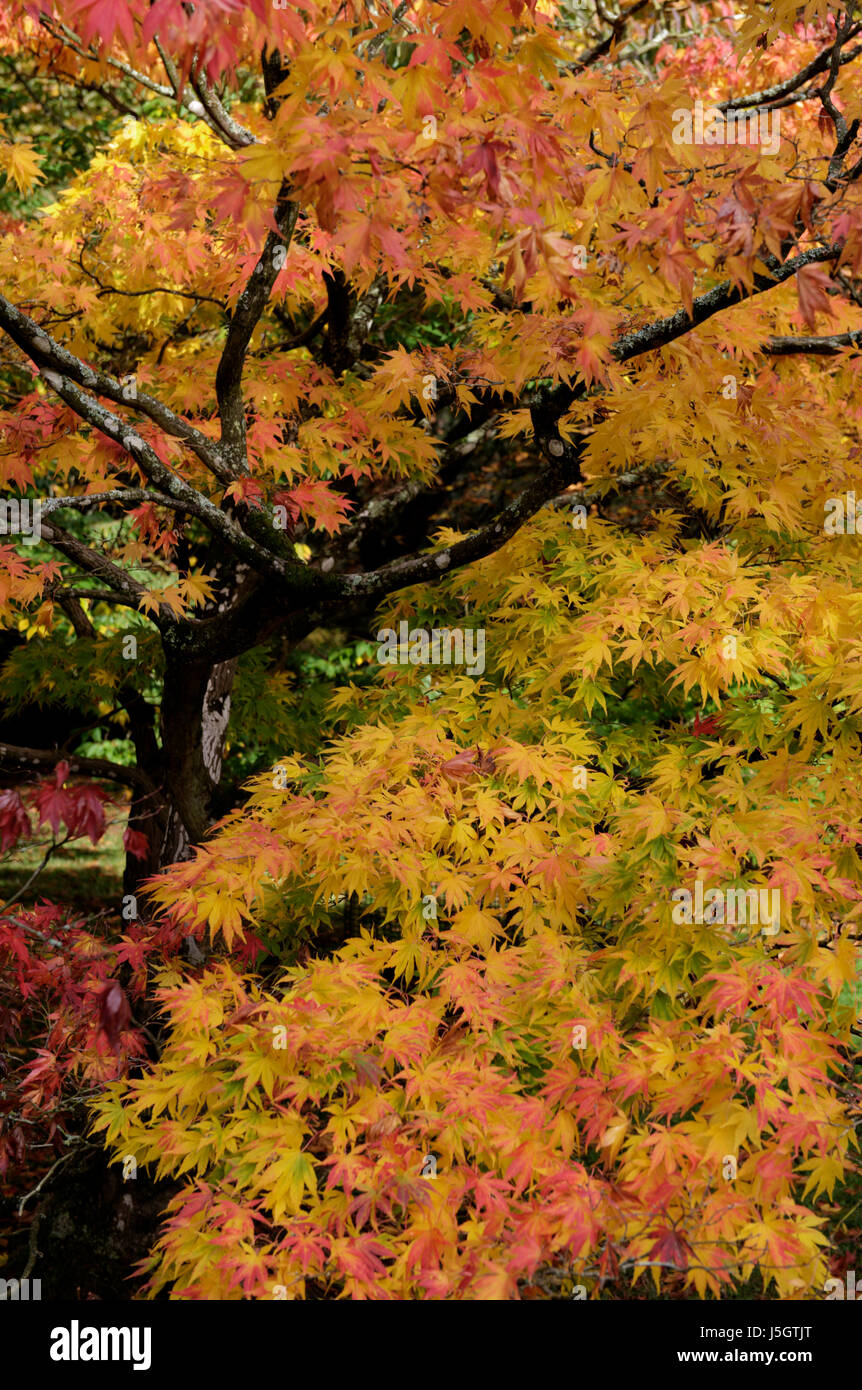 Japanese Maple trees in Autumn Stock Photo - Alamy