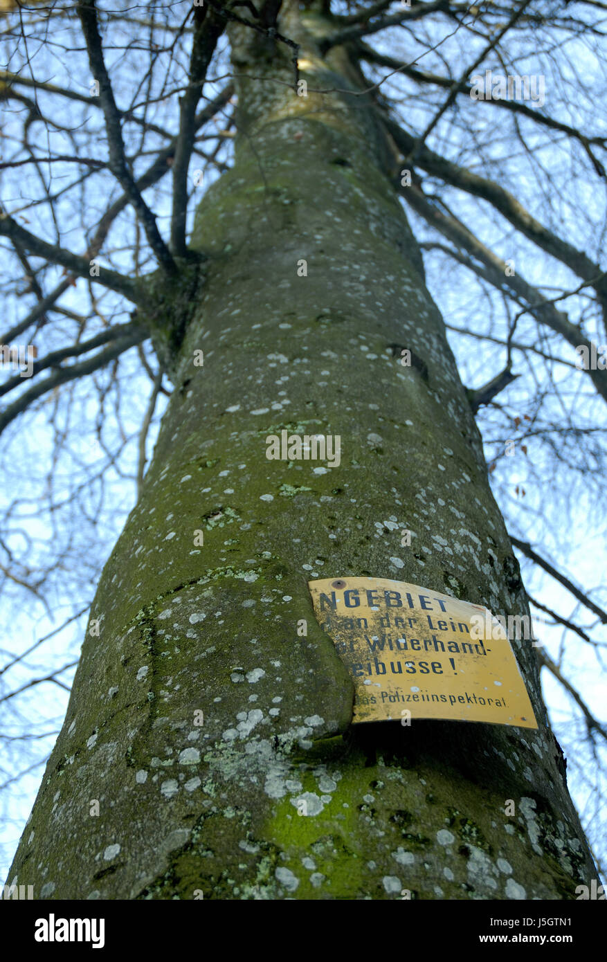 sign signal tree with each other growth beech symbiosis overgrow grown ...
