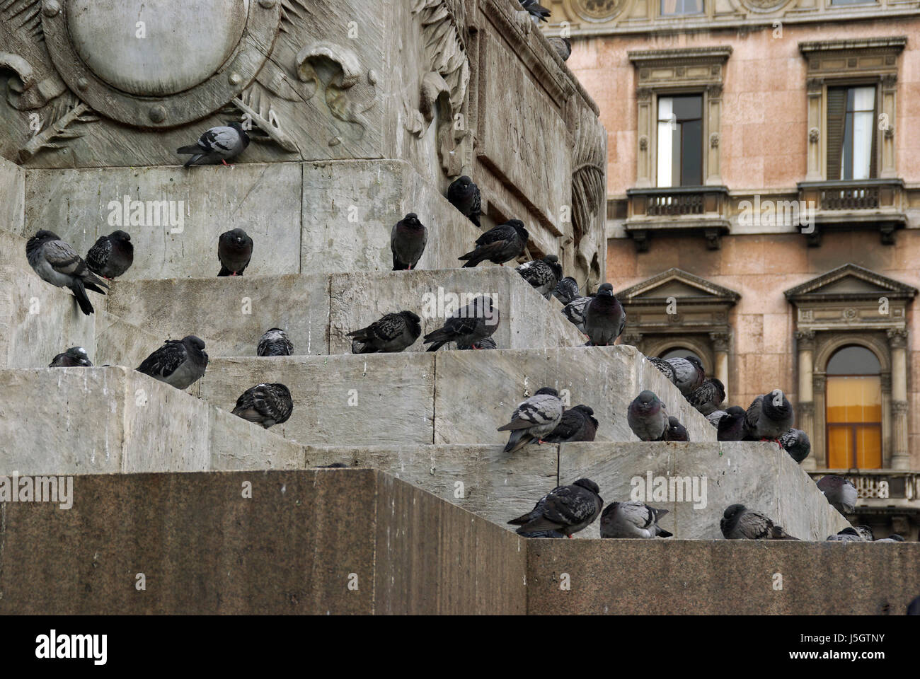 city town monument bird birds attraction milan pigeons poultry italy ...