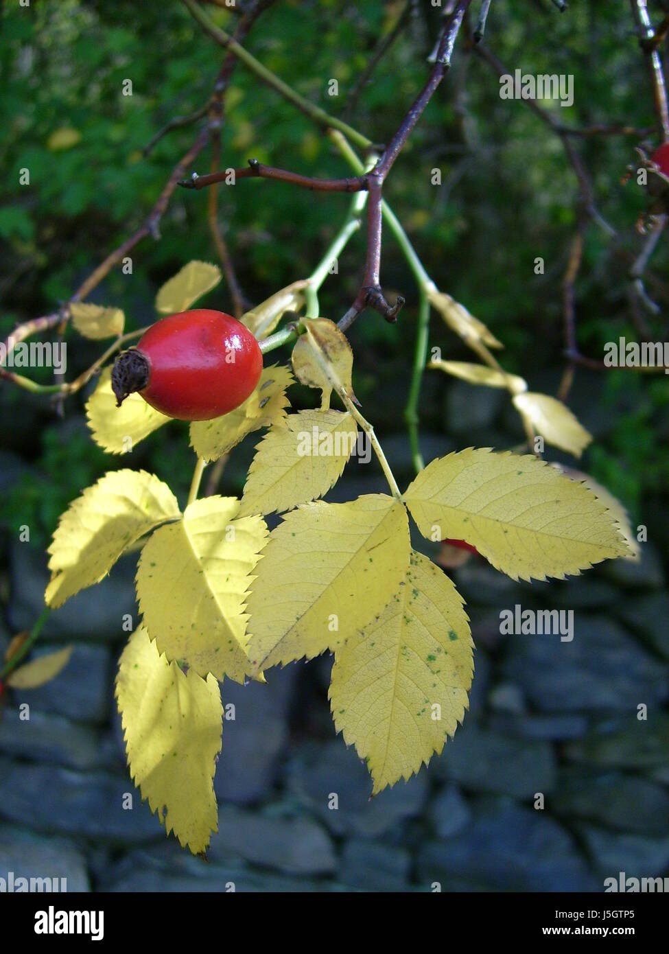 wall branch fruit shrub bush red shine shines bright lucent light serene Stock Photo - Alamy