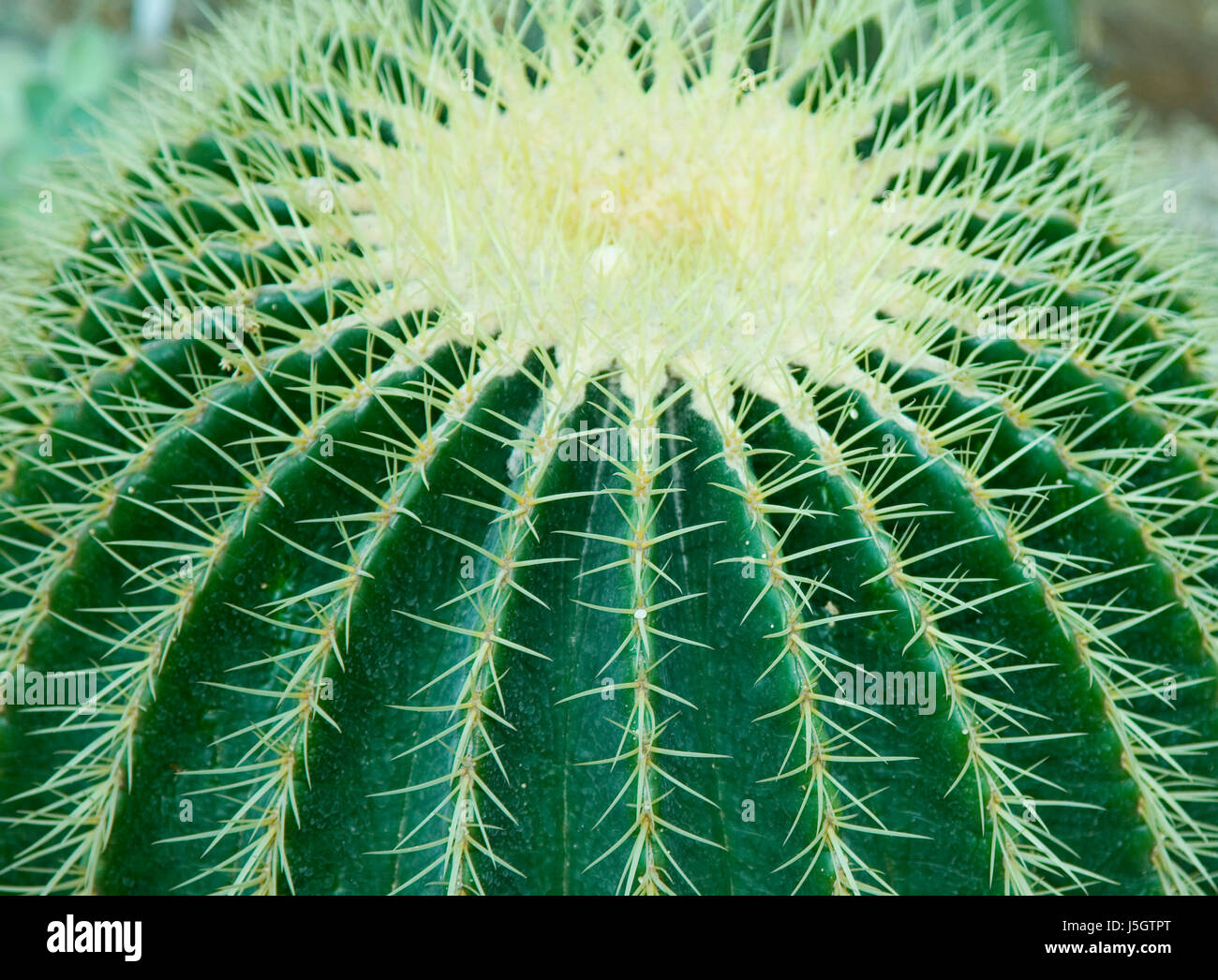 desert wasteland flower plant green flowers flora botany dryness cacti ...