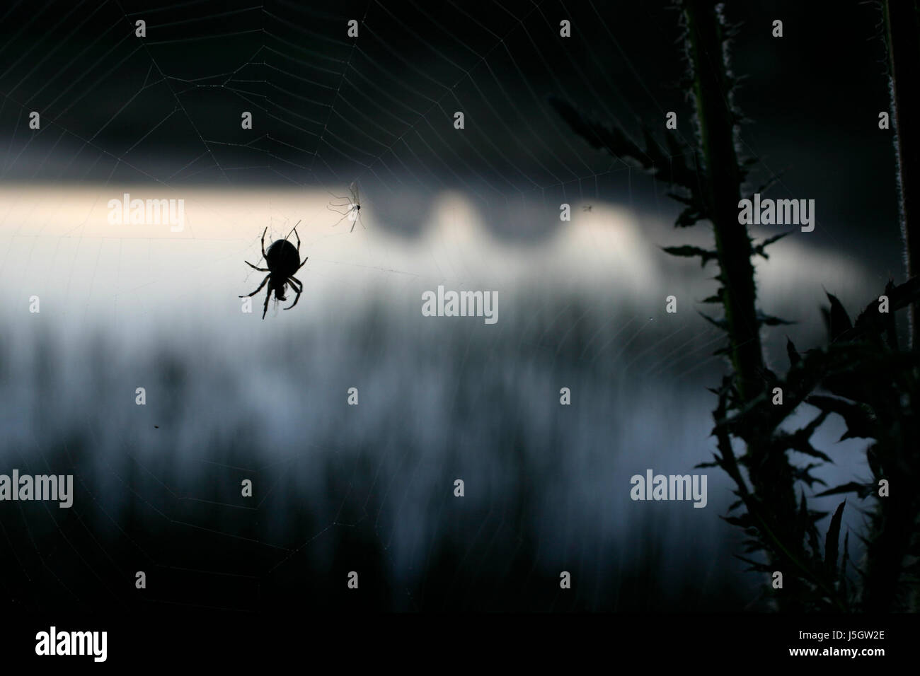 spider in the sunset Stock Photo - Alamy