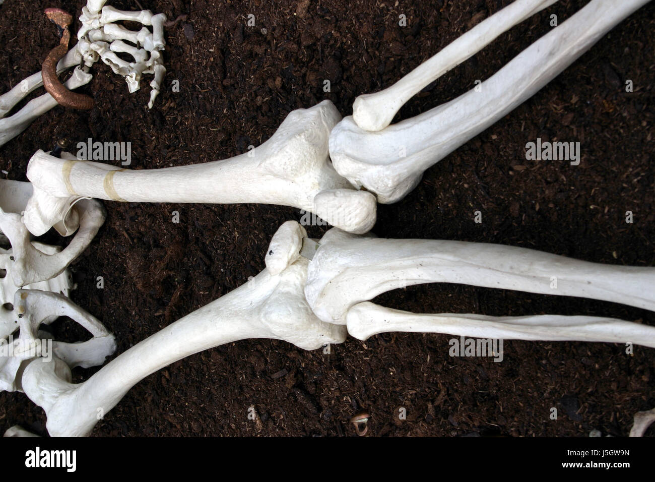 Skelettiert hi-res stock photography and images - Alamy