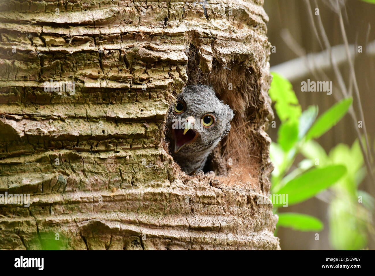Baby screech owl peeks out of nest Stock Photo - Alamy