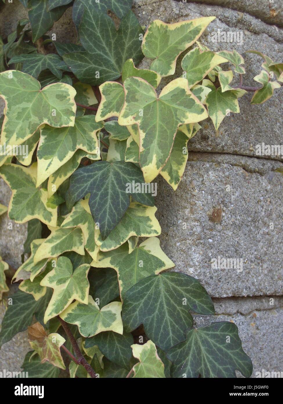 Tendrils of ivy hi-res stock photography and images - Alamy
