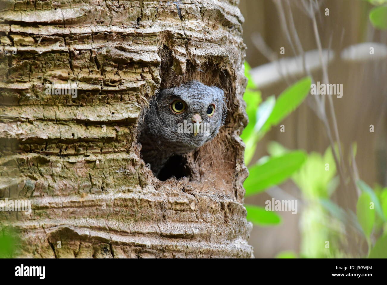 Baby screech owl peeks out of nest Stock Photo - Alamy